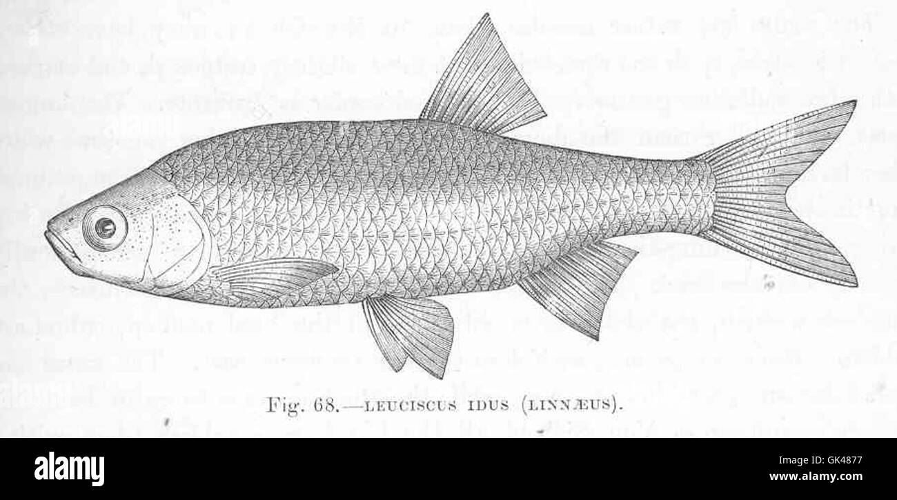 Leuciscus idus, communément appelé ide, est une espèce de poisson d'eau ...