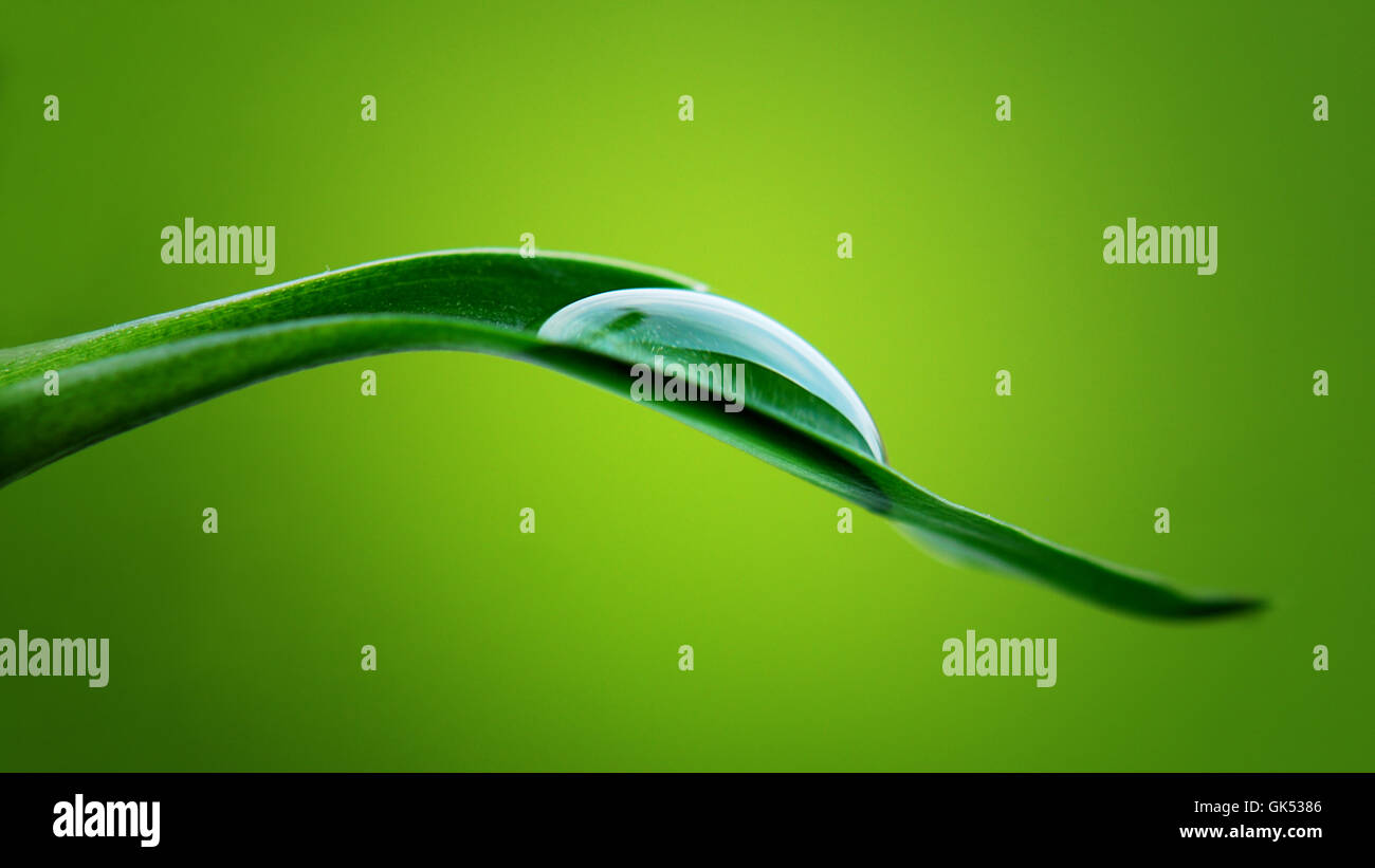 Feuille de bambou Banque de photographies et d’images à haute ...