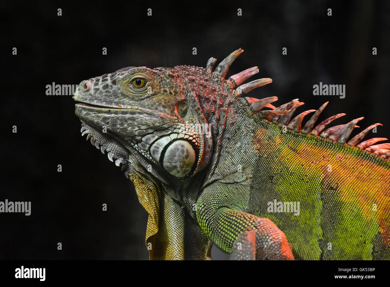 Profil iguane Banque de photographies et d’images à haute résolution ...