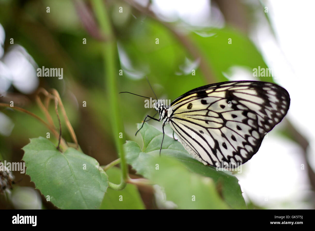 Papillon Nymphe Arbre Blanc Banque d'image et photos - Alamy