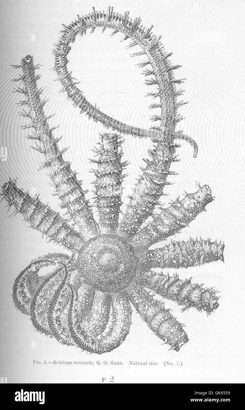 Brisinga coronata Banque de photographies et d’images à haute ...