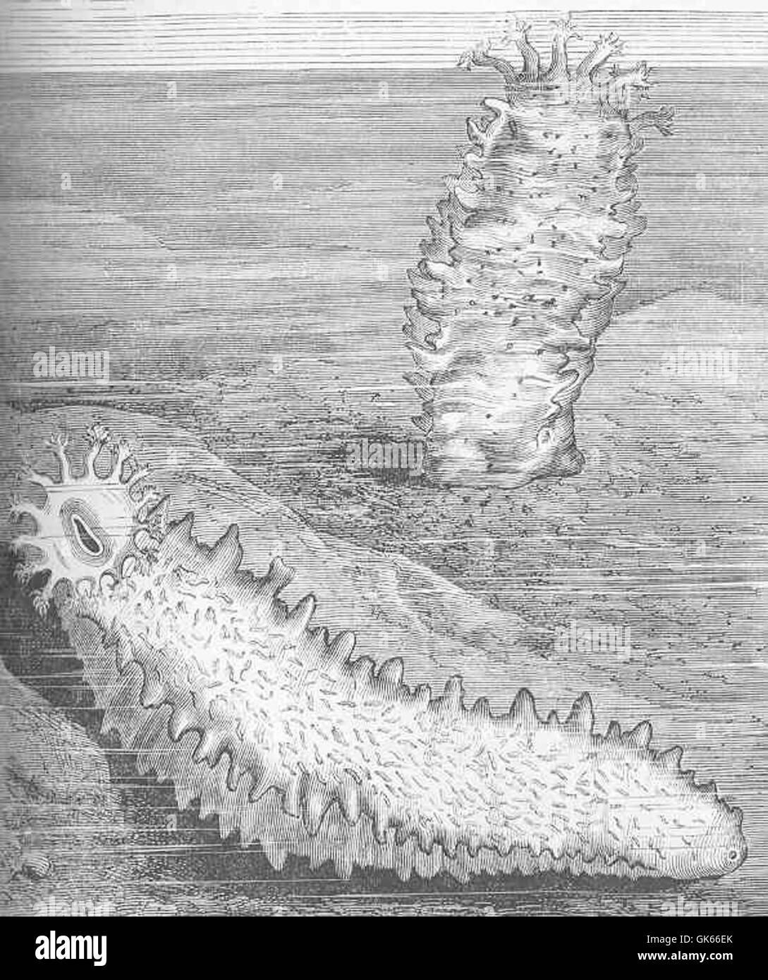 Holothuria lutea, communément appelé concombre de mer jaune, est une ...