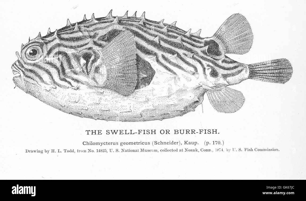 Poisson Burr Banque d'image et photos - Alamy