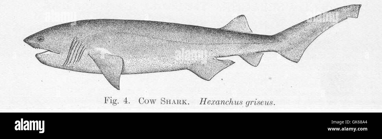 Requin vache Banque de photographies et d’images à haute résolution - Alamy