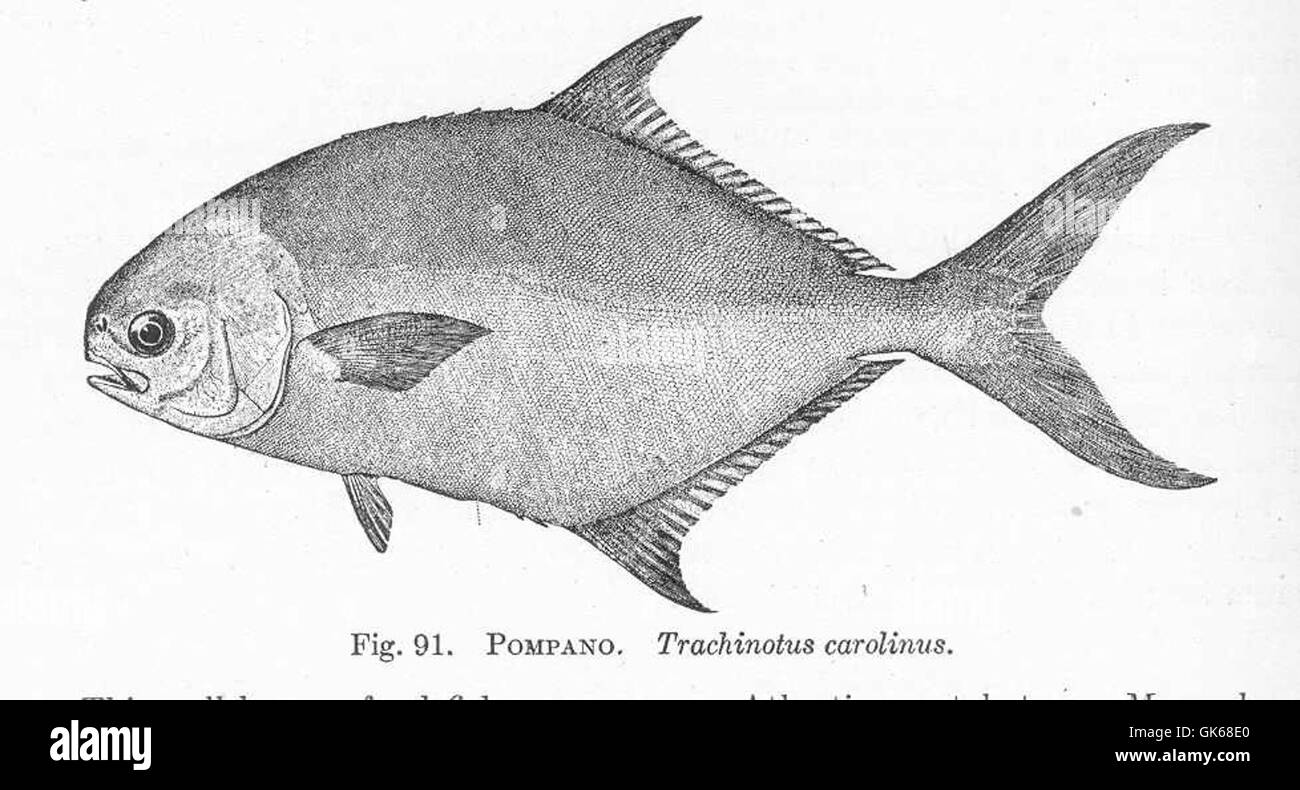 Trachinotus carolinus Banque de photographies et d’images à haute ...
