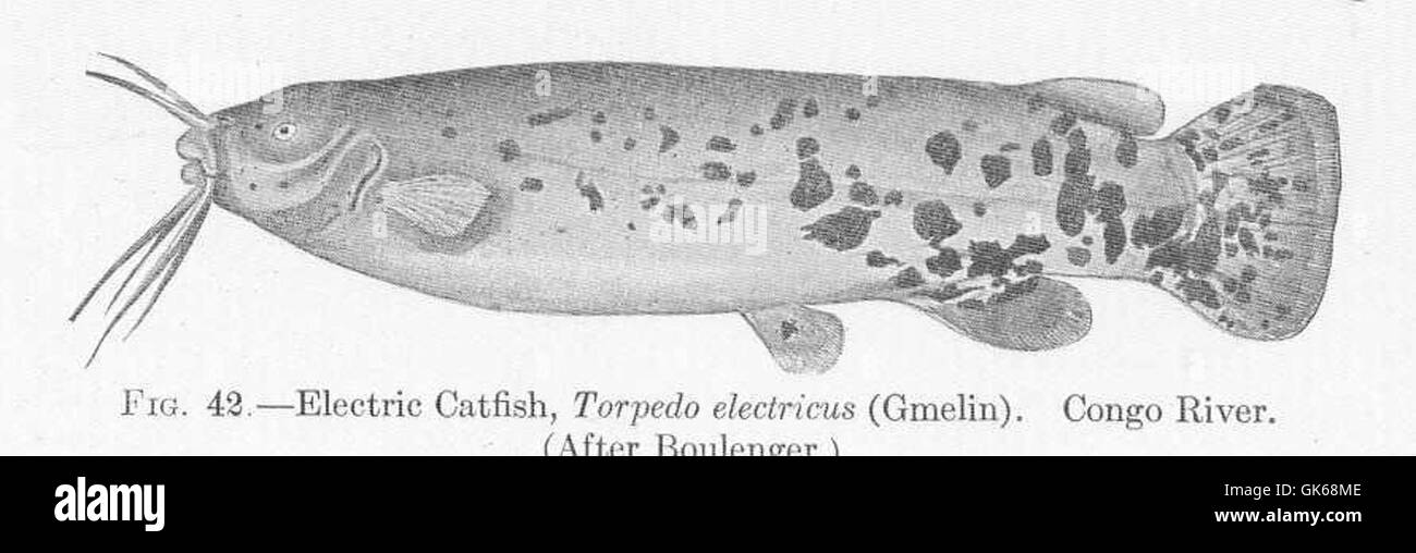 Poisson chat du congo Banque de photographies et d’images à haute ...