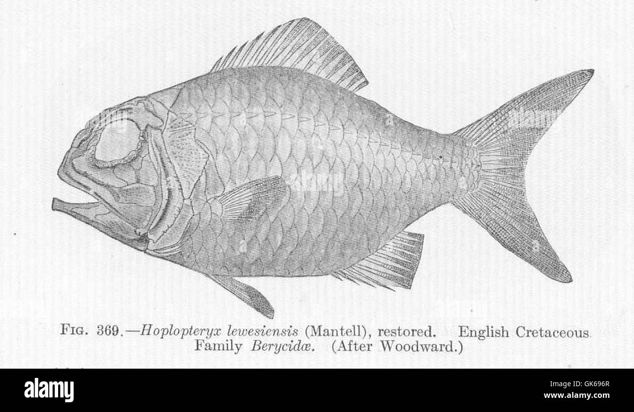 51907 lewessiensis Manfall Hoplopteryx (Anglais), restaurée de la famille du Crétacé Berycidae ...
