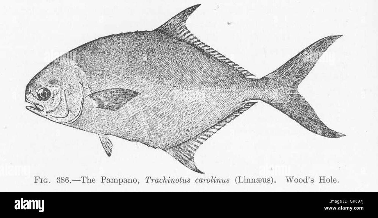 Trachinotus carolinus Banque de photographies et d’images à haute ...