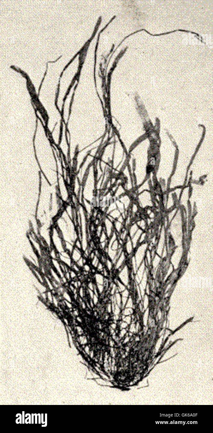 Enteromorpha intestinalis Banque de photographies et d’images à haute ...