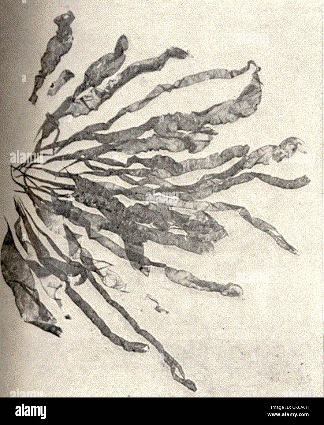 Enteromorpha intestinalis Banque de photographies et d’images à haute ...