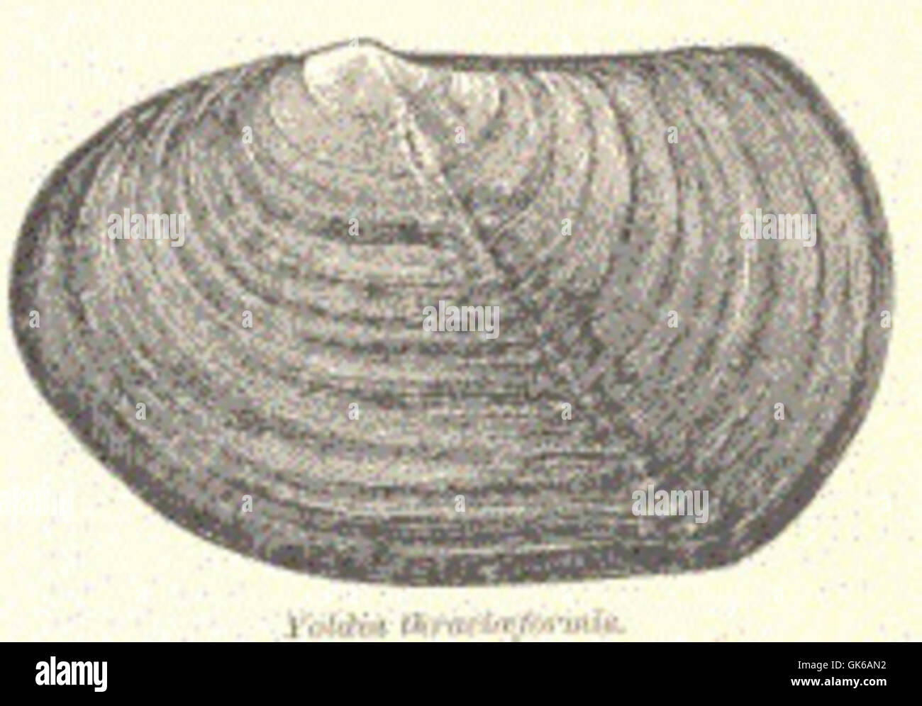 *Yoldia thraciaformis*, une espèce de mollusque bivalve, se trouve dans les milieux marins ...