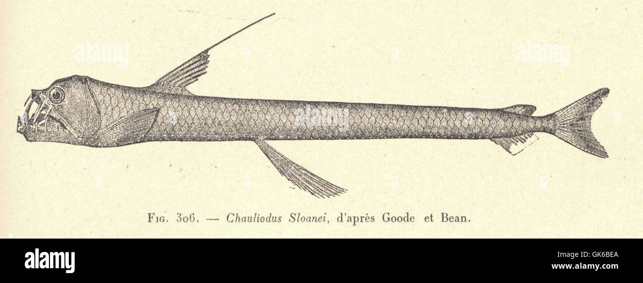 Chauliodus sloanei Banque de photographies et d’images à haute ...