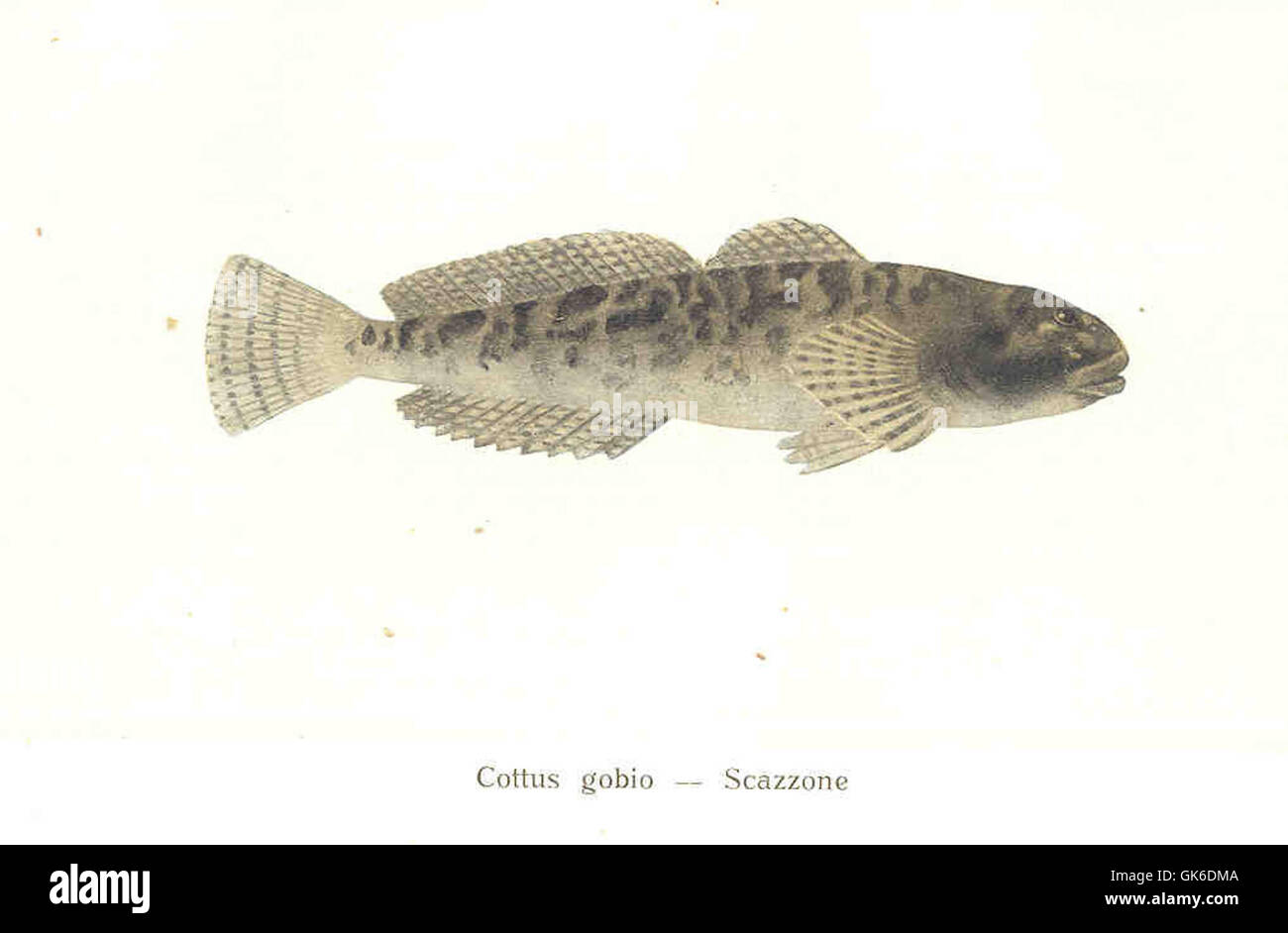 Cottus gobio Banque d'images détourées - Alamy