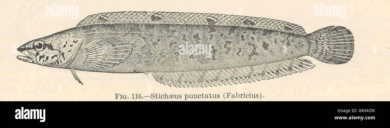 Stichaeus punctatus Banque de photographies et d’images à haute ...