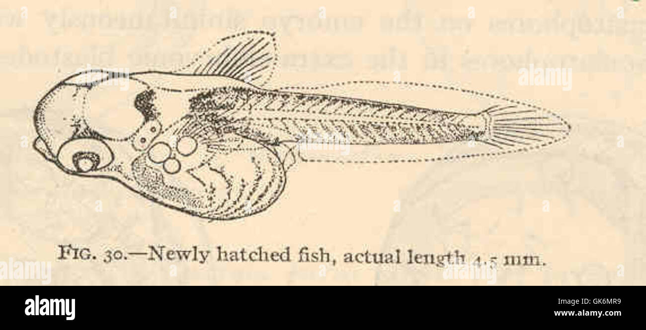 Lucania parva, une espèce de poisson nouvellement éclos avec une ...