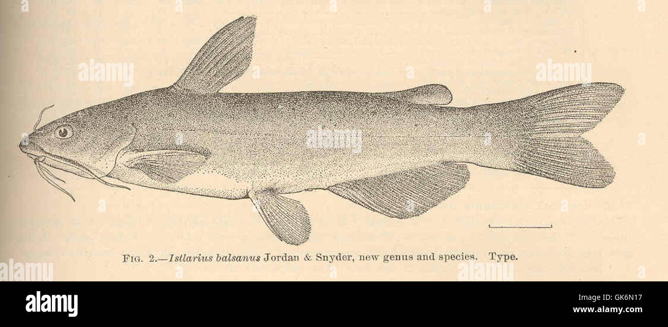 Istlarius balsanus est une espèce de poisson nouvellement décrite ...