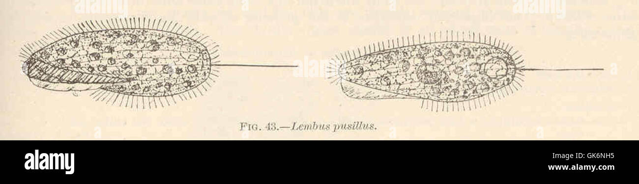 *Lembus pusillus*, une espèce de ver plat parasite, connue pour sa ...