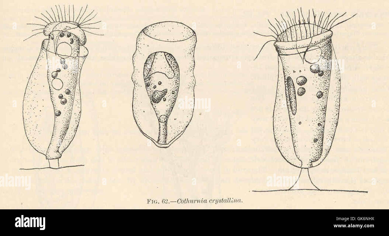 *Cothurnia cristallini*, une espèce de rotifère d'eau douce, un organisme microscopique présent ...