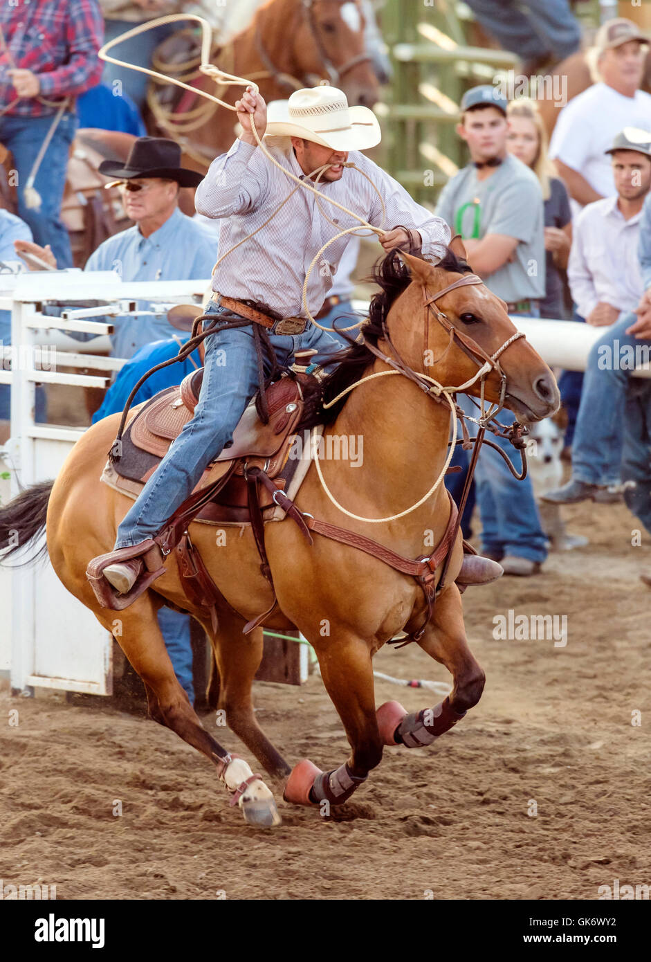 Rodeo Cowboy à cheval en compétition dans Calf roping, retenue ou ...