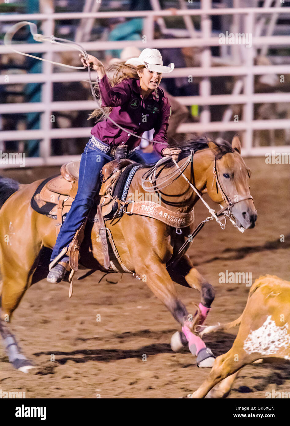 Veau de cheval Banque de photographies et d’images à haute résolution ...