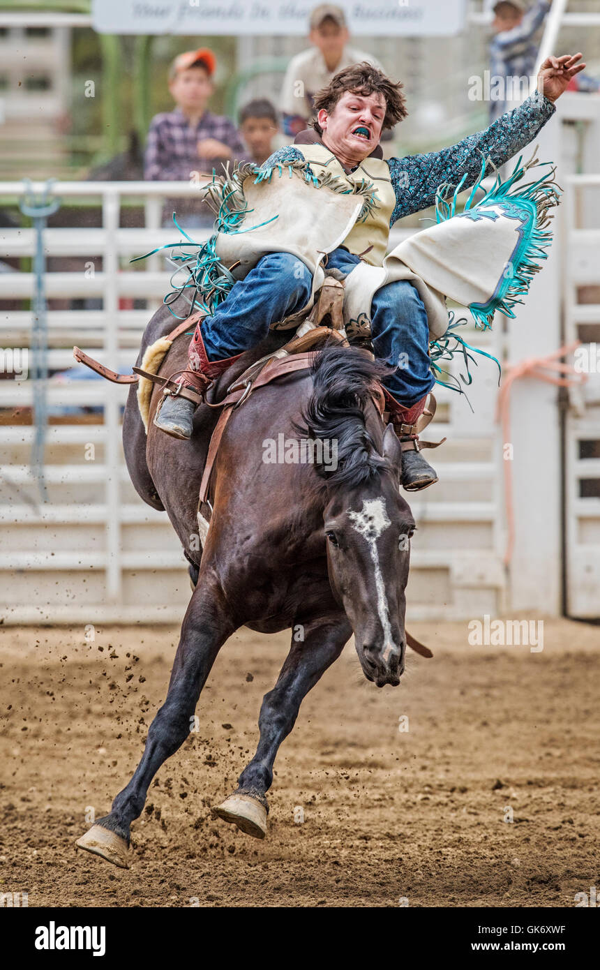 Rodeo Cowboy à cheval un cheval de selle, de la concurrence, la monte ...
