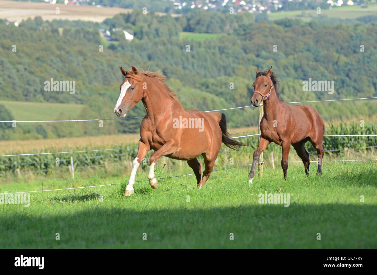 Jument arabe Banque de photographies et d’images à haute résolution - Alamy