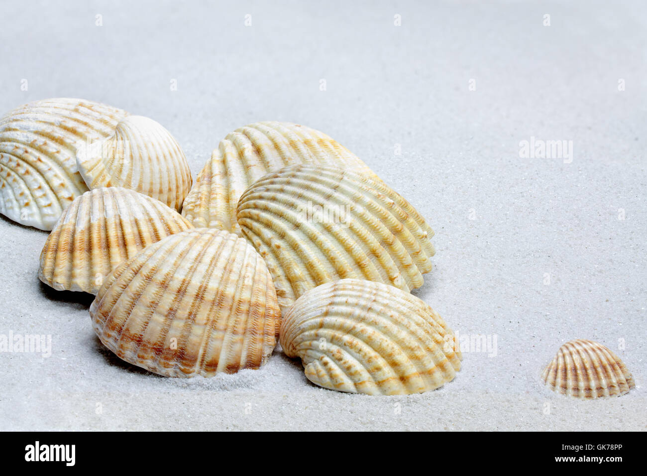 Coquina shells Banque de photographies et d’images à haute résolution ...