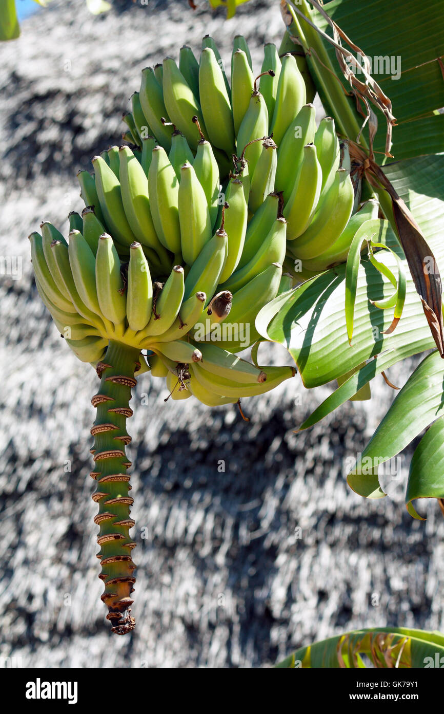 Banana fruit tree Banque de photographies et d’images à haute ...