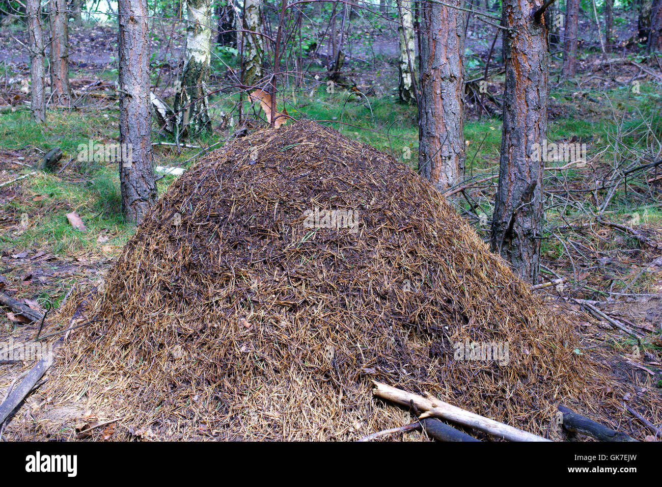 Petite fourmilière Banque de photographies et d’images à haute ...