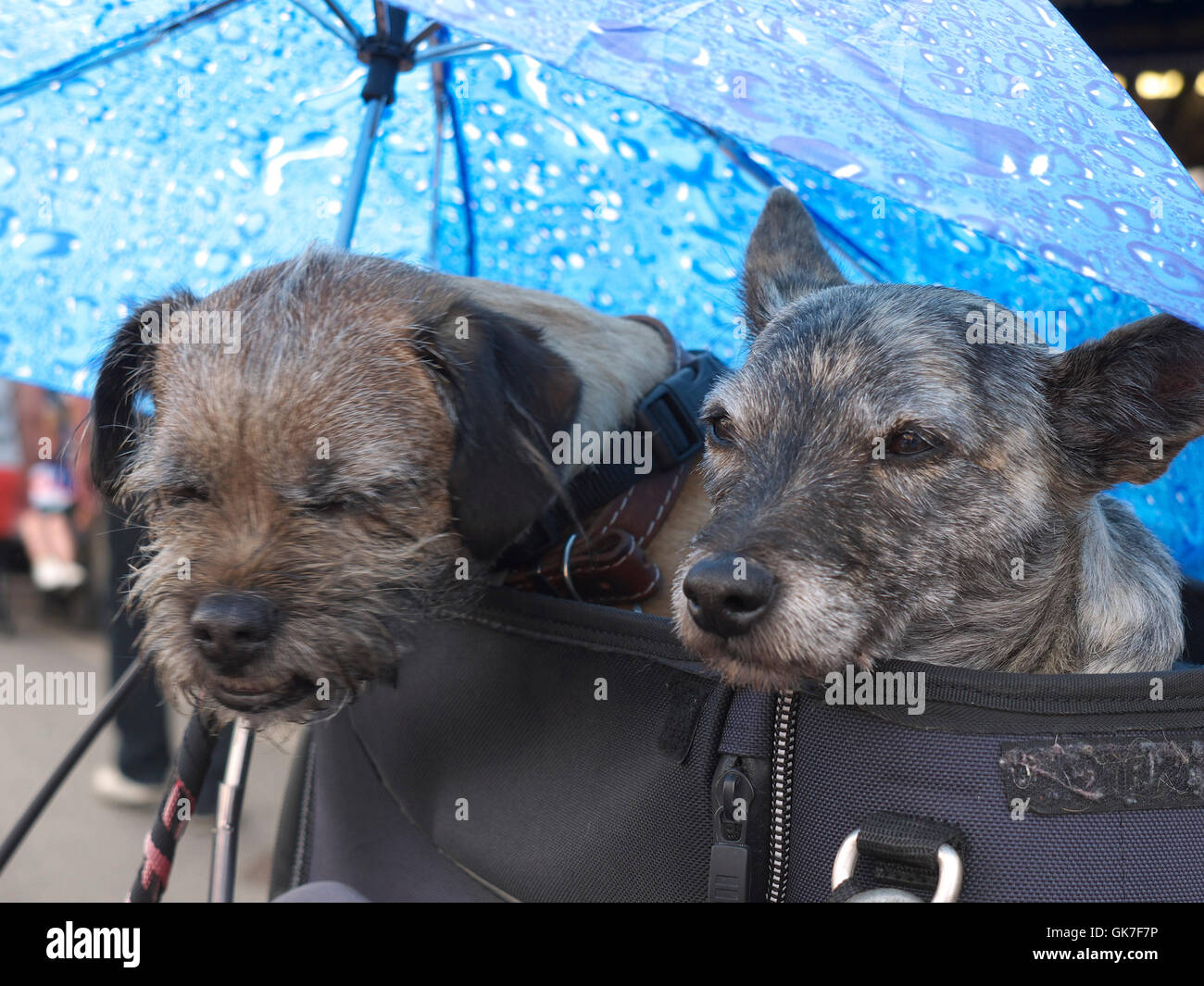 Deux chiens gentils et serrée sur le dos d'une Honda Goldwing au cours ...