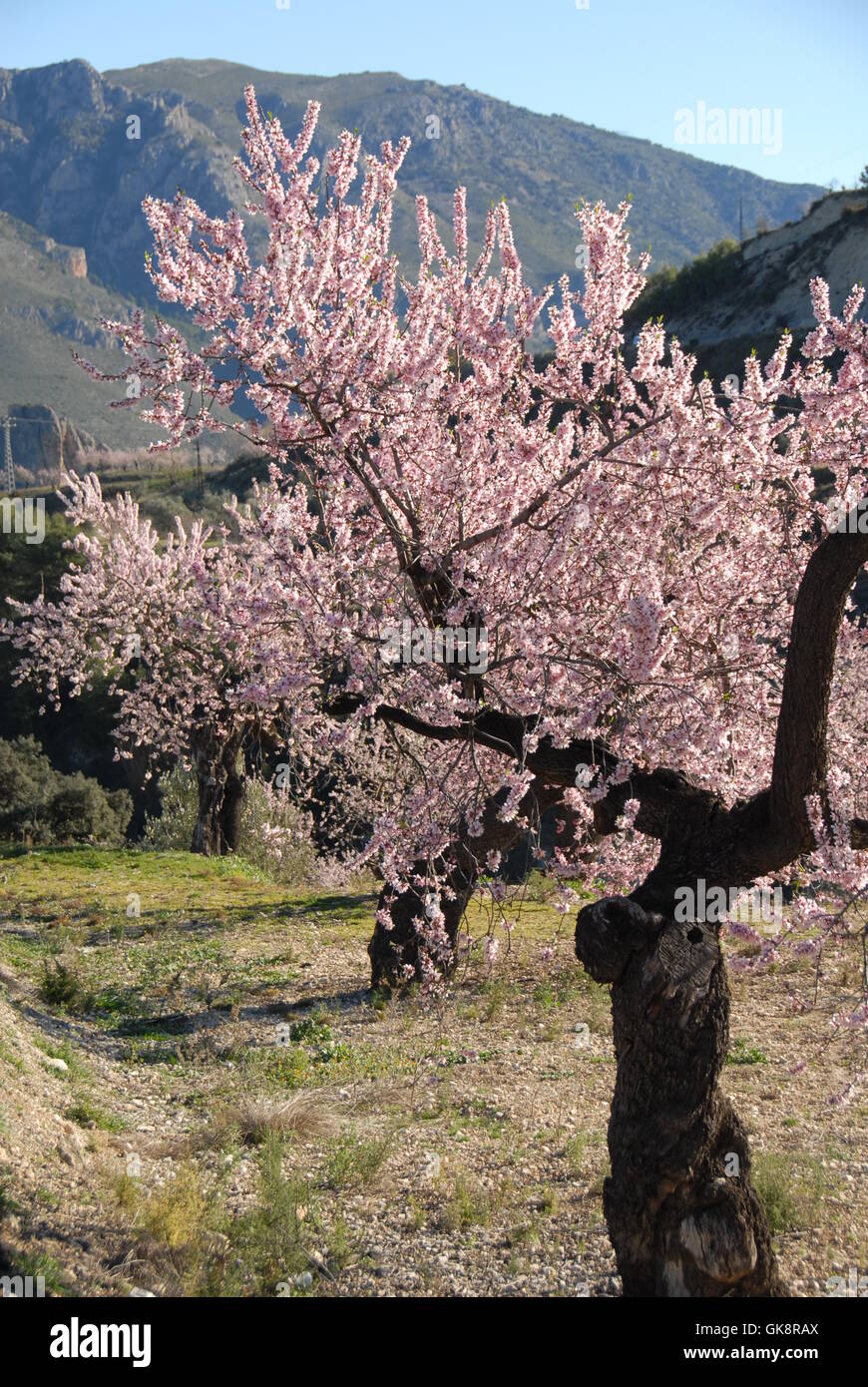 Amandier prunus dulcis en fleur Banque de photographies et d’images à ...
