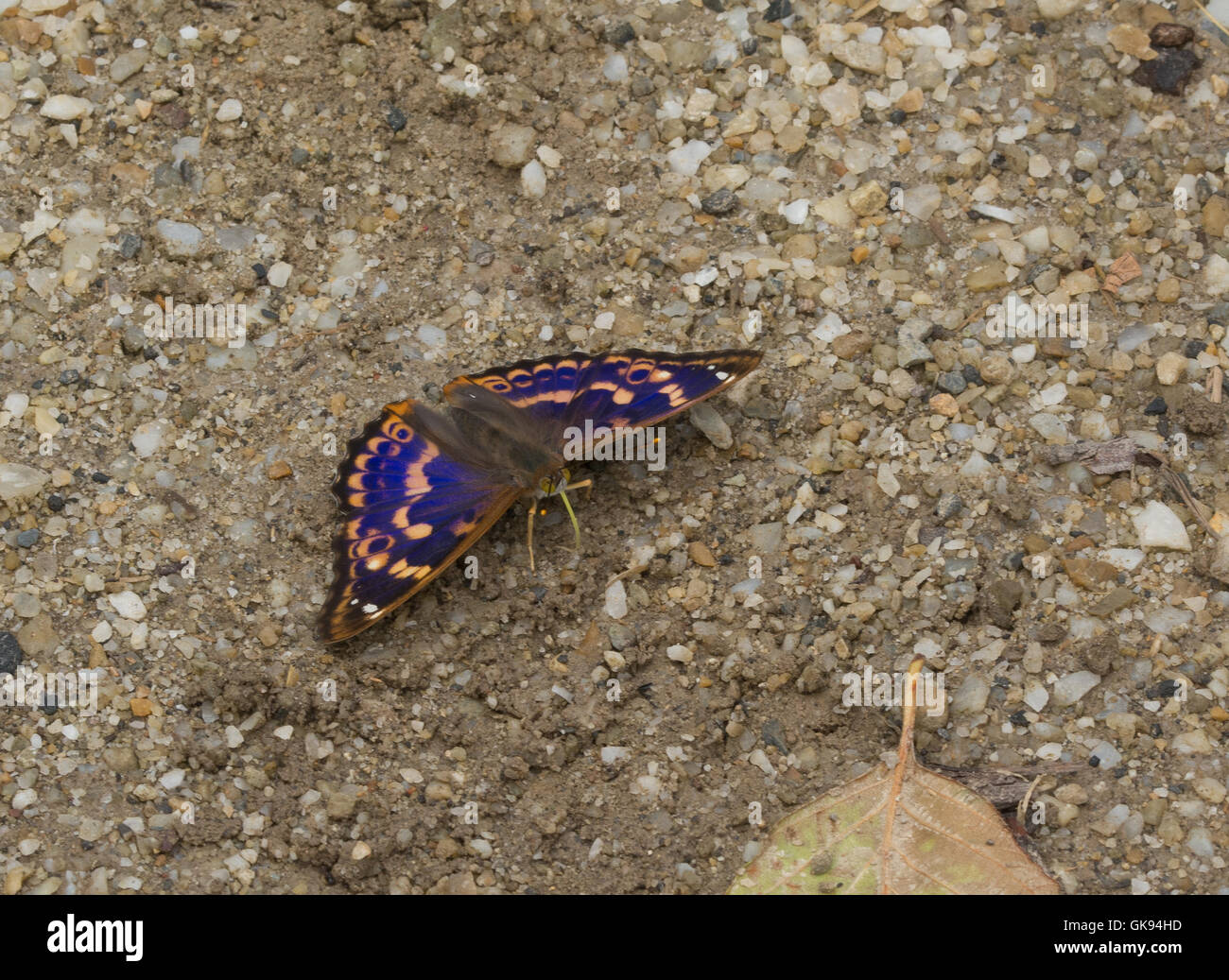 Lesser purple emperor butterfly Banque de photographies et d’images à ...