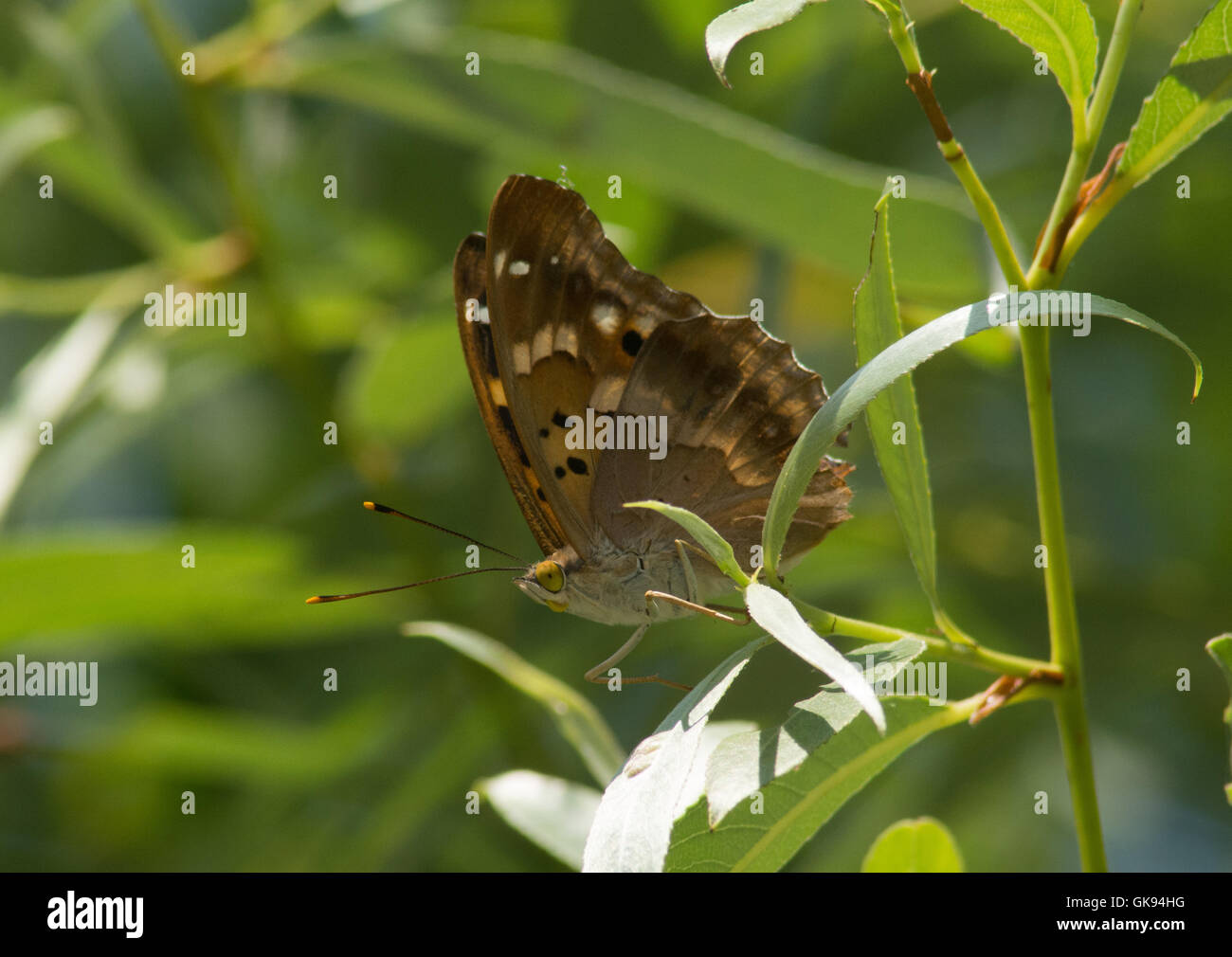 Ilia underwing Banque de photographies et d’images à haute résolution ...