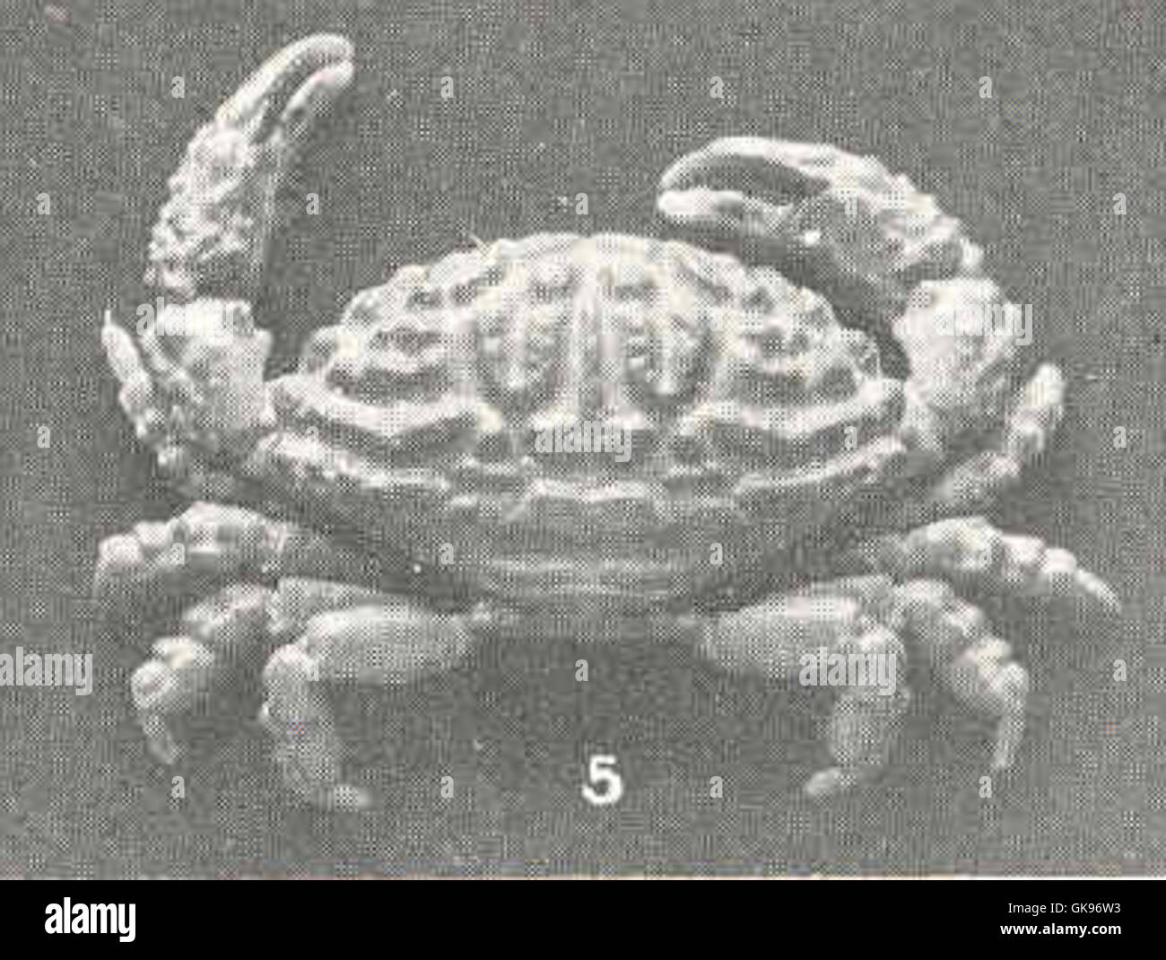 Une étude et une description détaillée de l'espèce Carpilodes ...