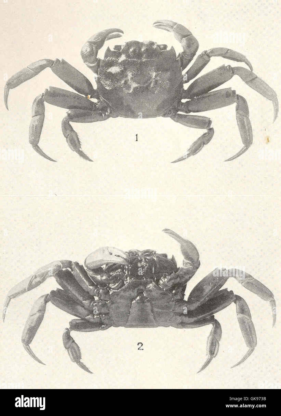Une description détaillée de Cyrtograpsus angulatus, une espèce de ...