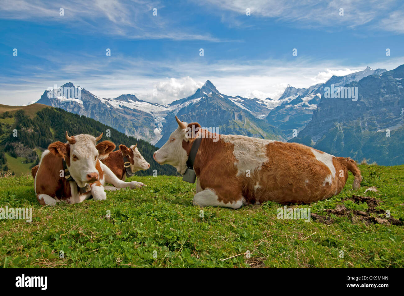 Vache simmental Banque de photographies et d’images à haute résolution ...