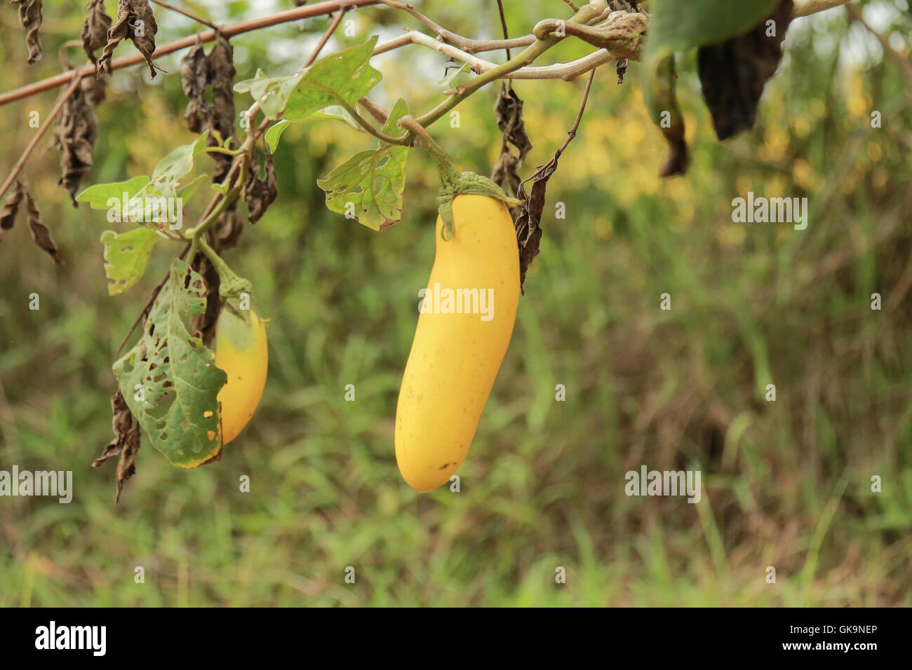 Fruit jaune Banque de photographies et d’images à haute résolution - Alamy