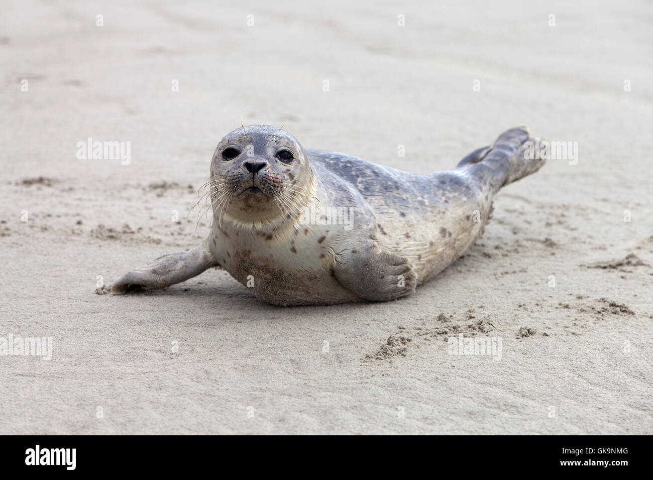 Bébé Phoque Banque d'image et photos - Alamy