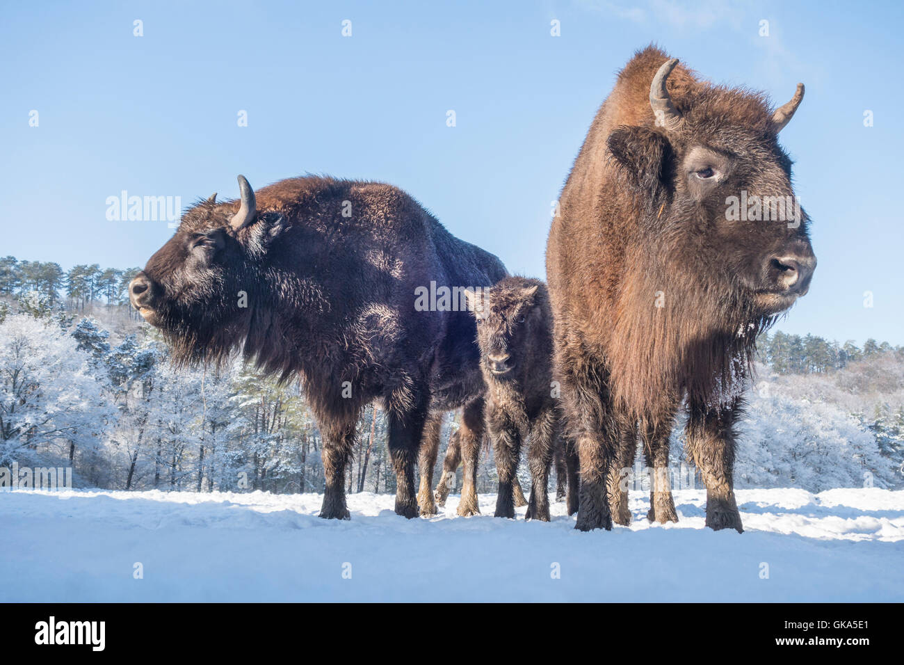 Bison europe Banque de photographies et d’images à haute résolution - Alamy