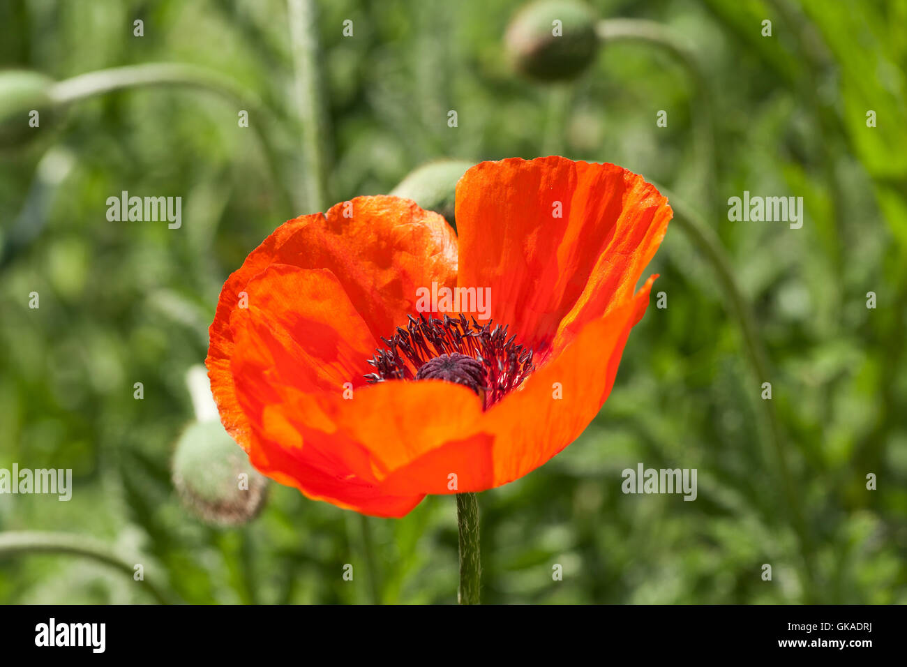 Coquelicot rouge Banque de photographies et d’images à haute résolution ...