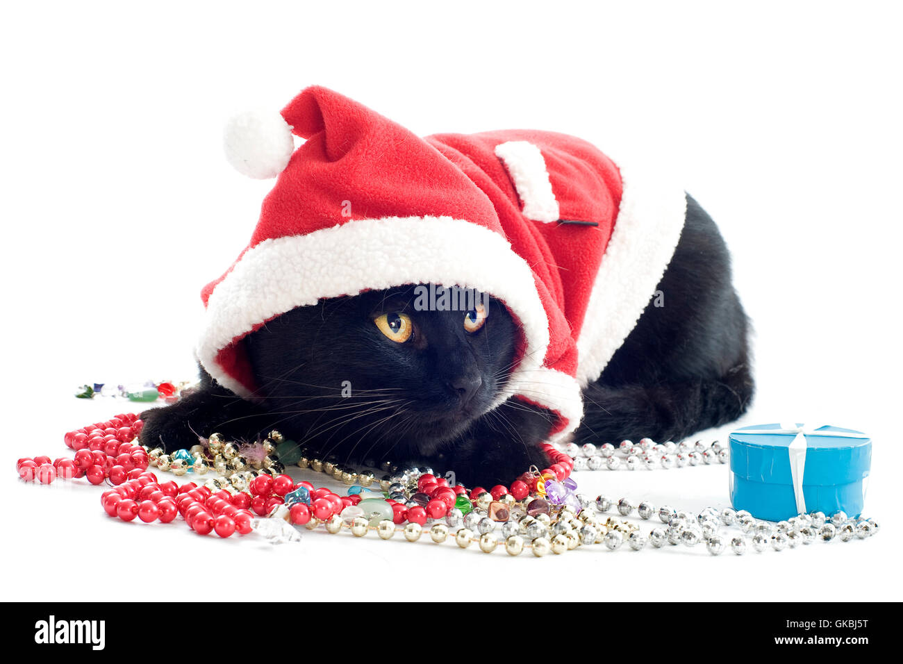 Humour animal Banque d'images détourées - Alamy