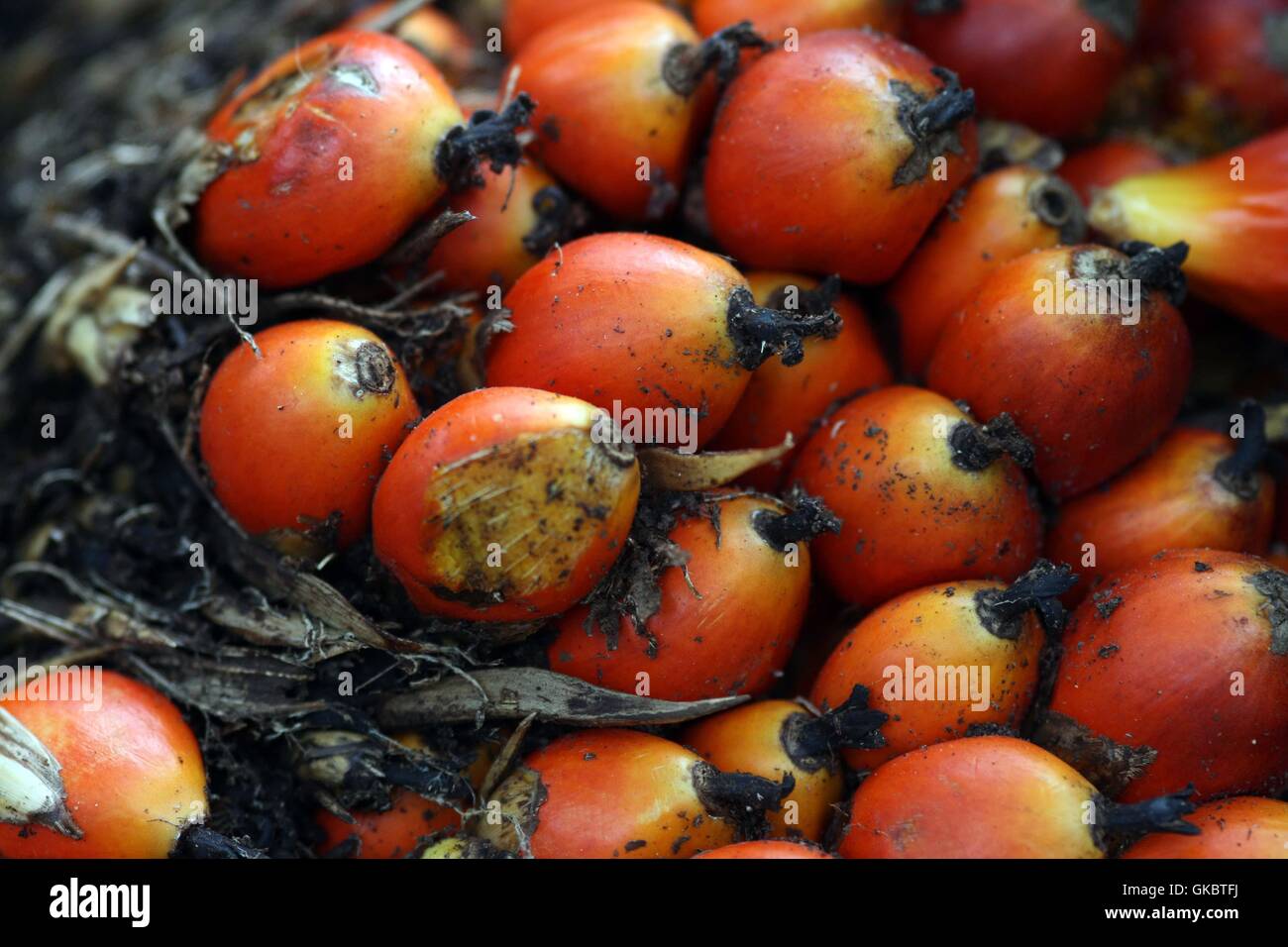 Fruit des palmiers Banque de photographies et d’images à haute ...