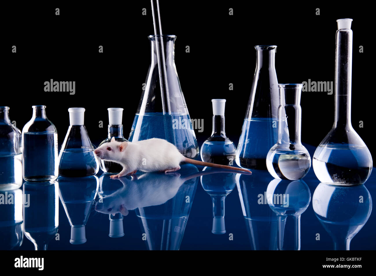 Lab rat animal testing Banque de photographies et d’images à haute ...