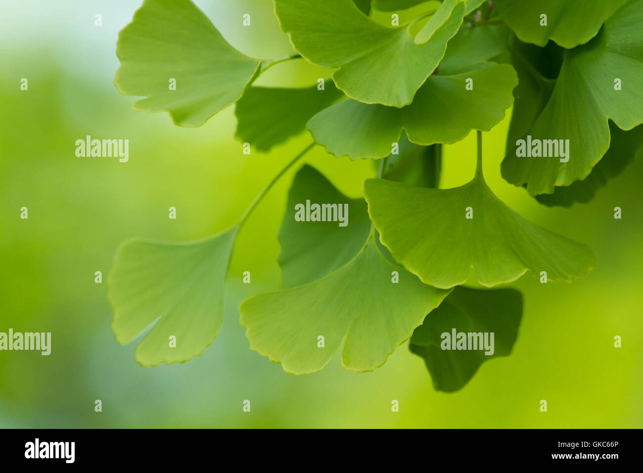 Ginko leaf Banque de photographies et d’images à haute résolution - Alamy