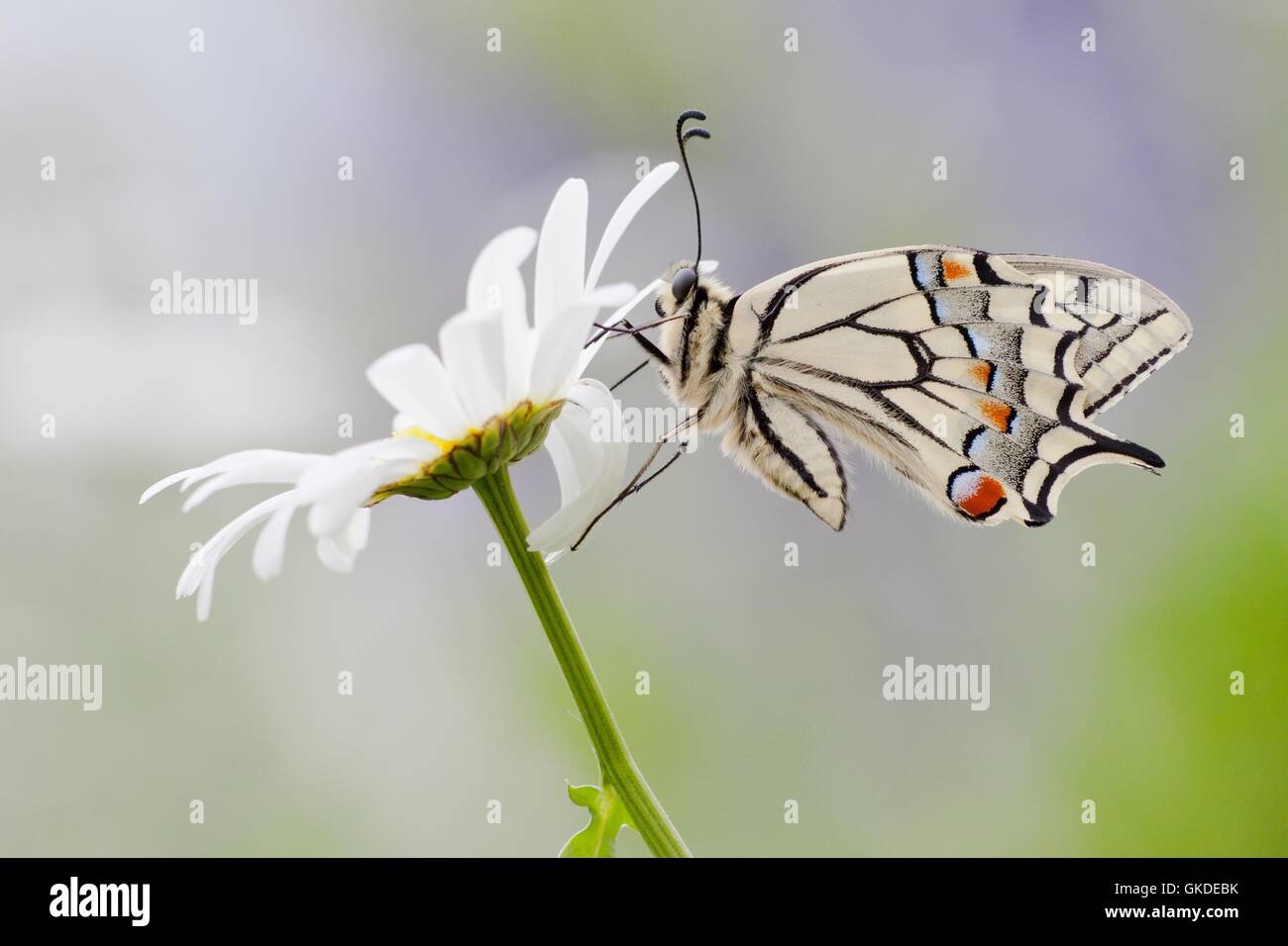 Insecte de printemps Banque de photographies et d’images à haute ...