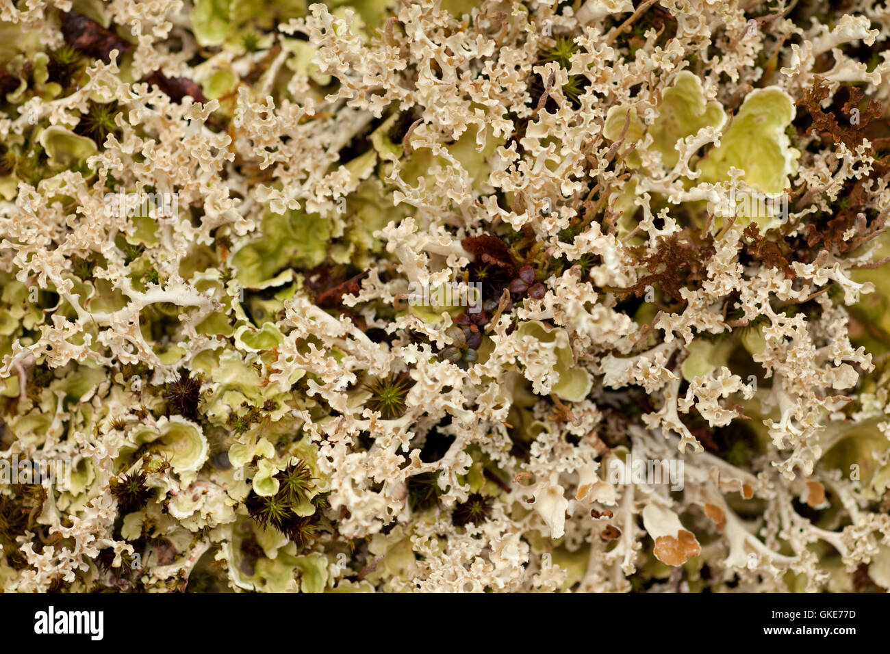Alpine tundra lichen Banque de photographies et d’images à haute ...