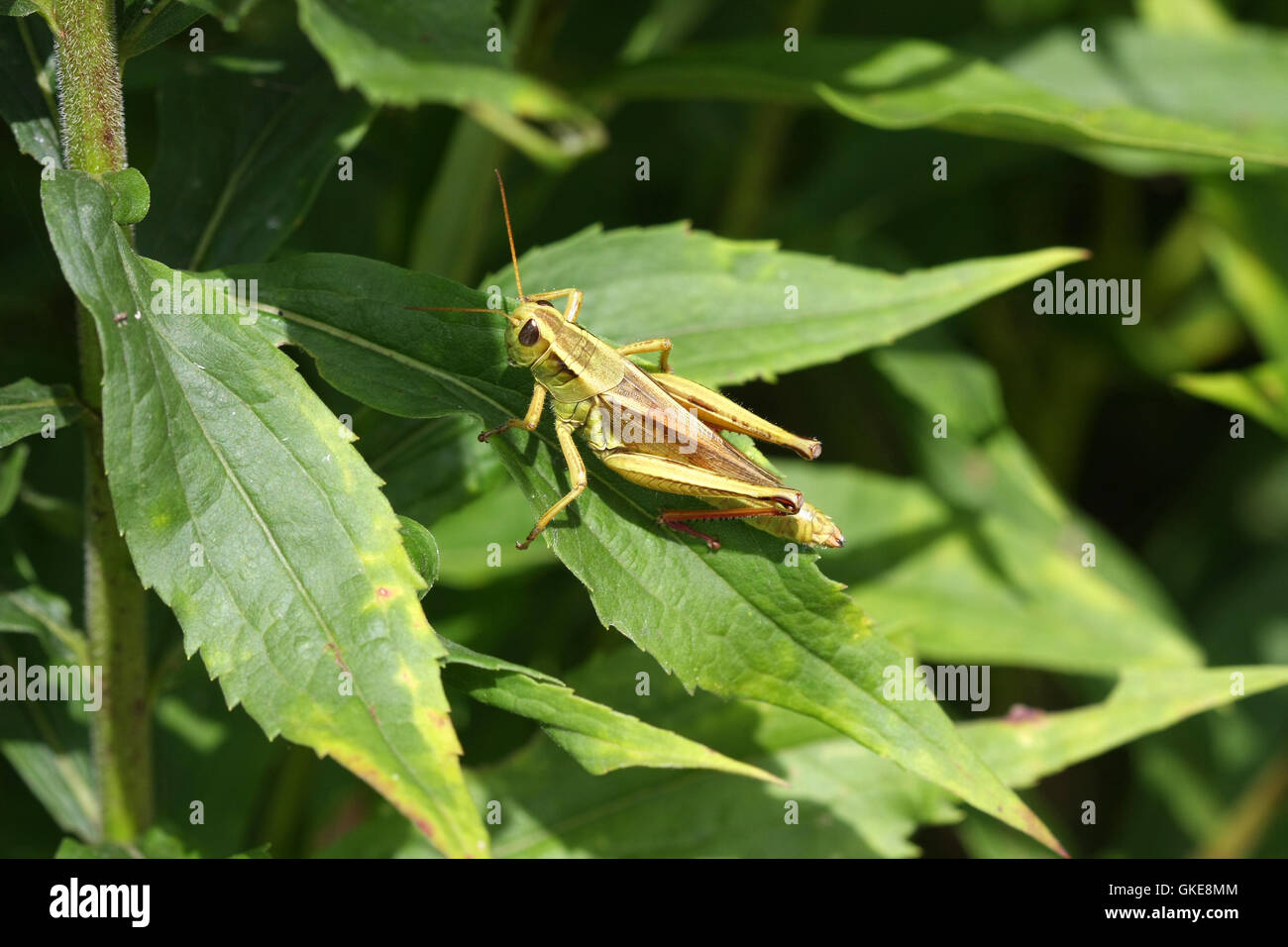 Sauterelle à pattes rouges Banque de photographies et d’images à haute ...