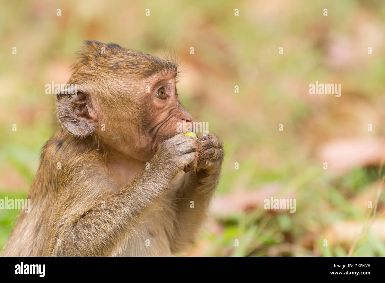Baby macaque Banque de photographies et d’images à haute résolution - Alamy