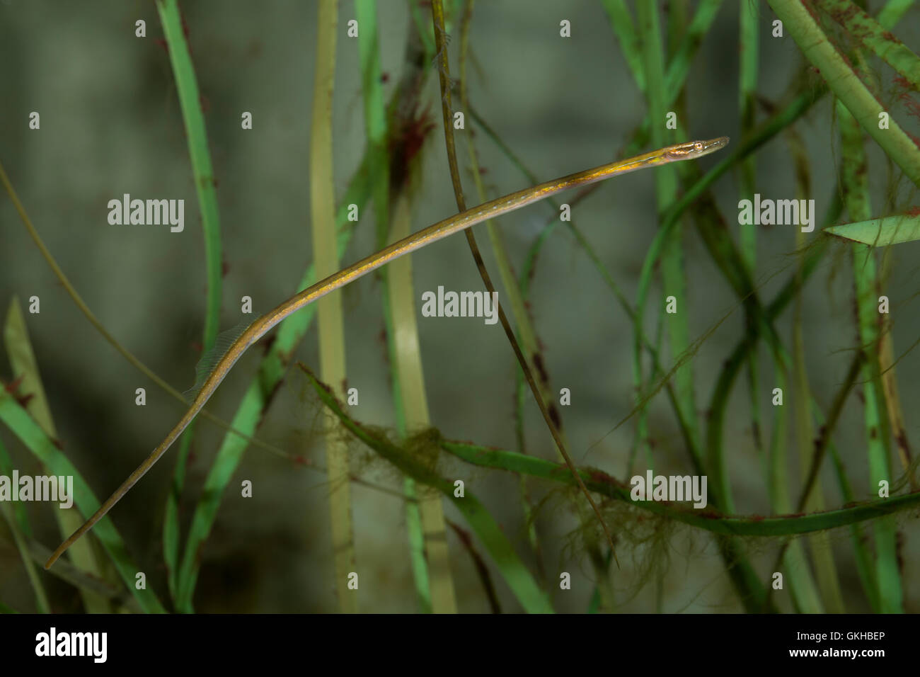 Nerophis ophidion Banque de photographies et d’images à haute ...