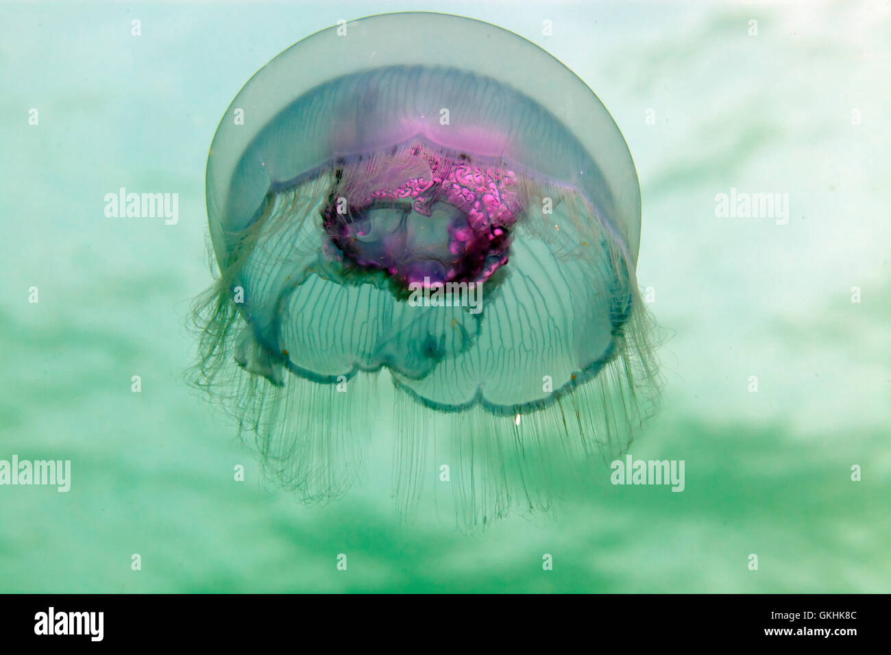 Méduse de lune (Aurelia aurita) dans la mer Rouge Photo Stock - Alamy